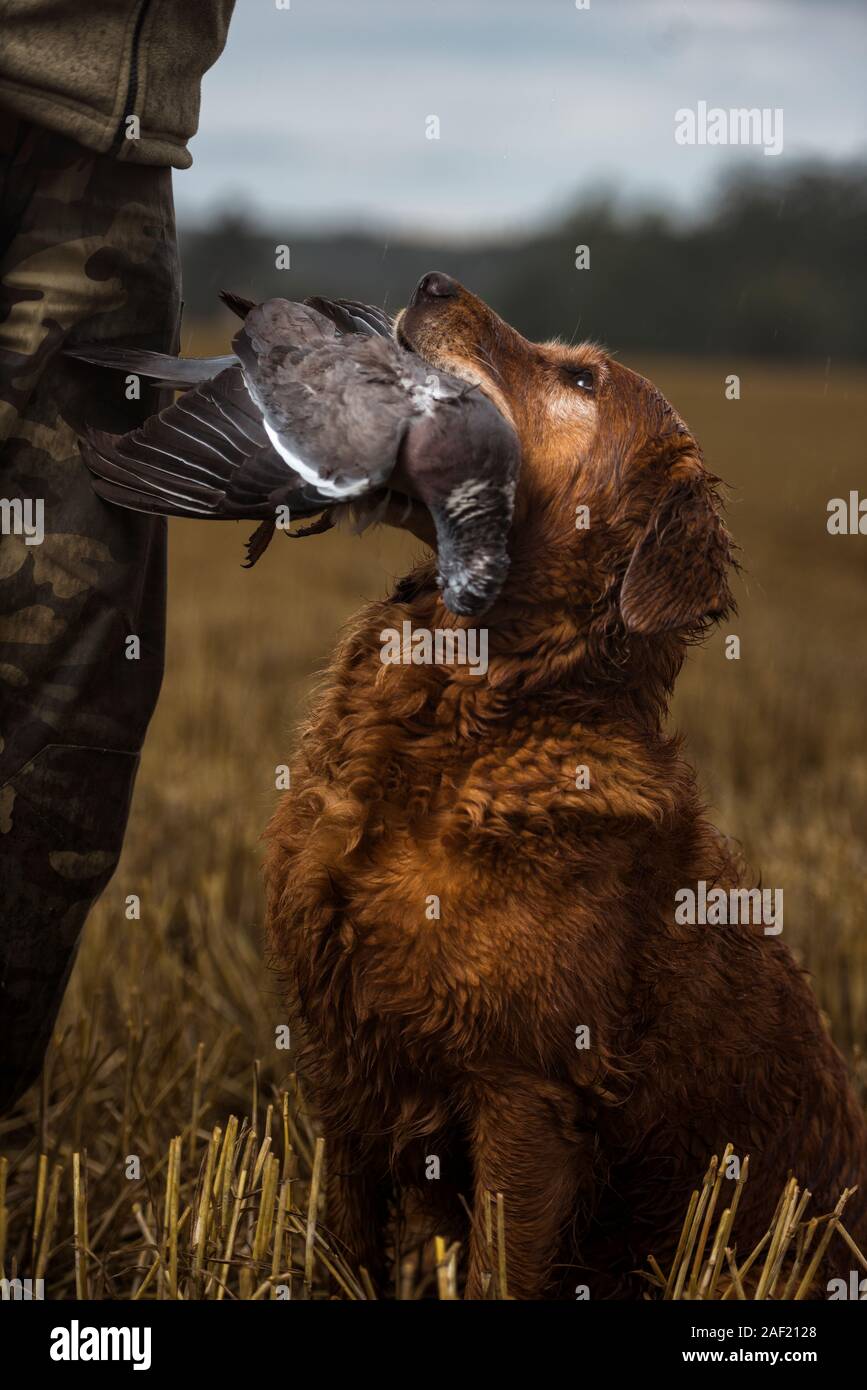Hunting dog carrying dead bird Stock Photo - Alamy