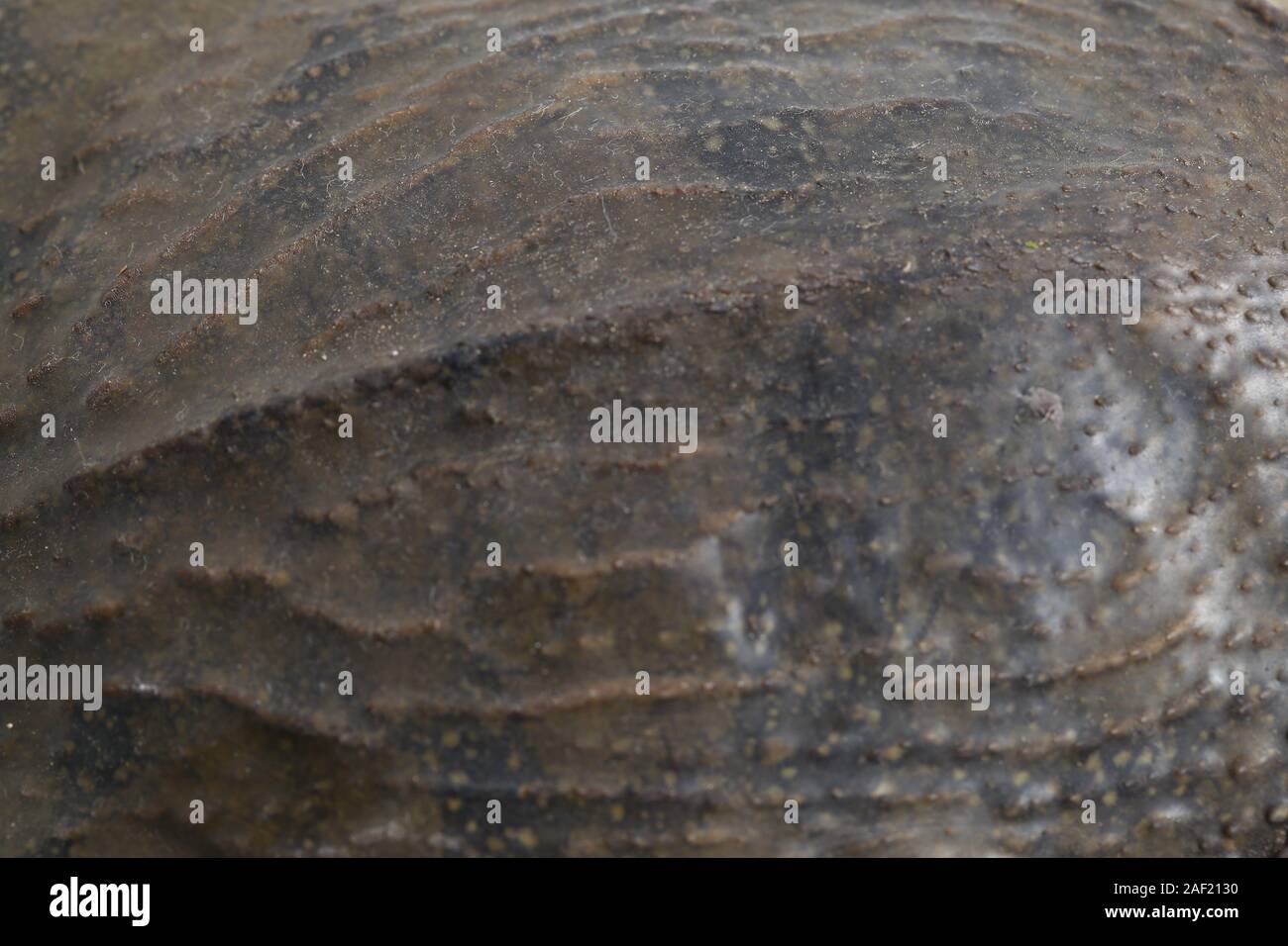 Common softshell turtle or asiatic softshell turtle (Amyda cartilaginea ...