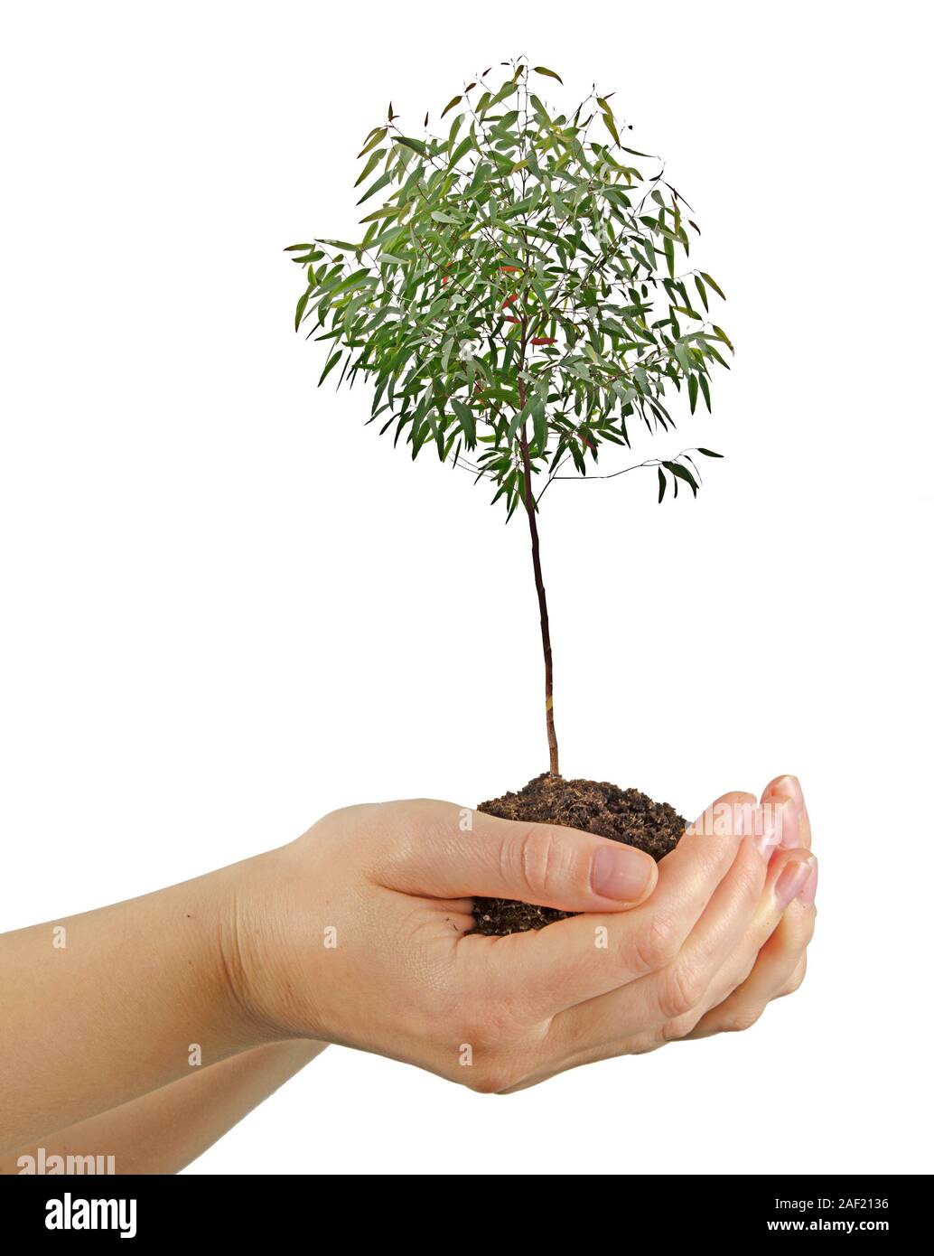 tree in hands Stock Photo - Alamy