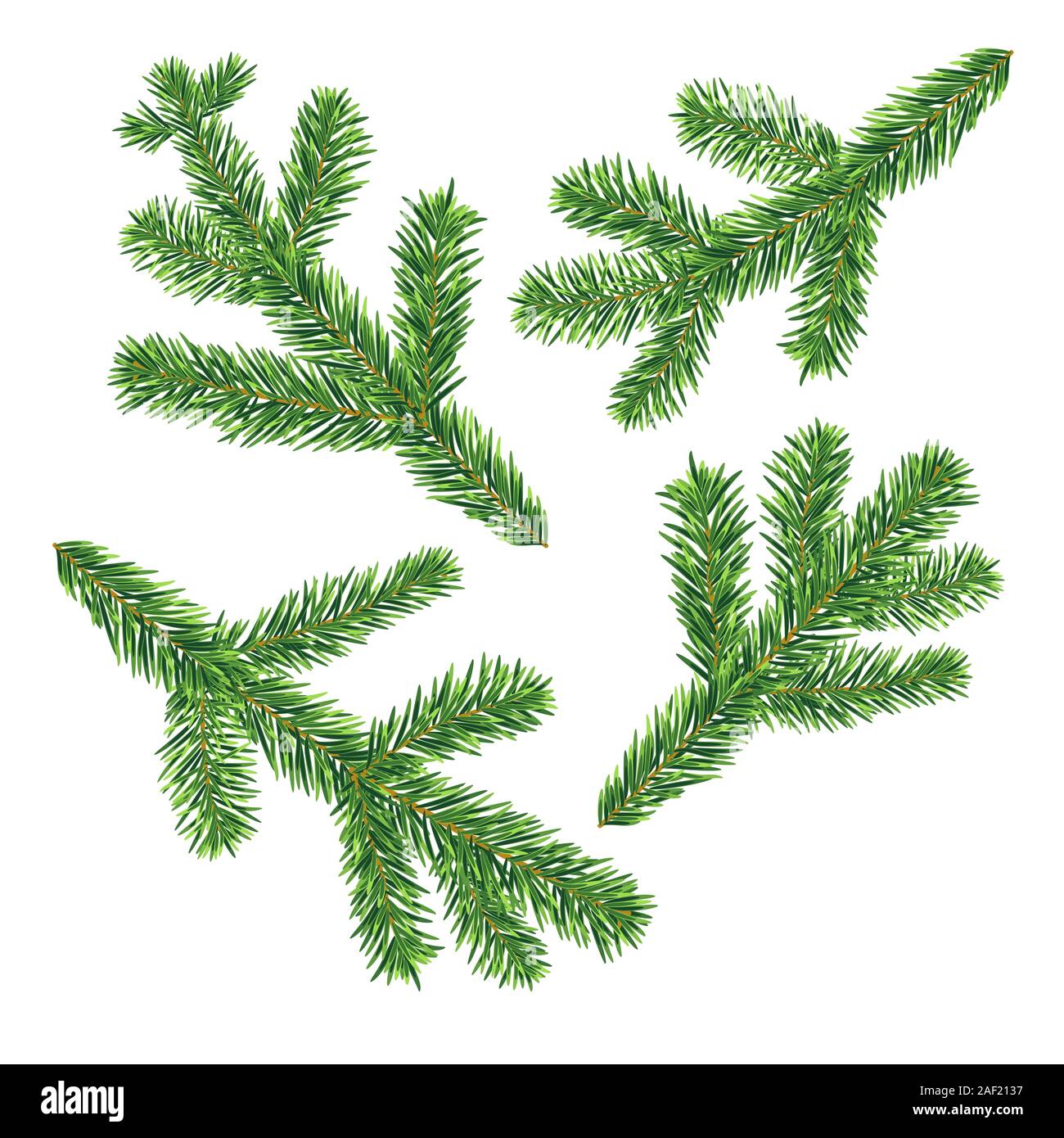 White pine branch on white Stock Vector Images - Alamy