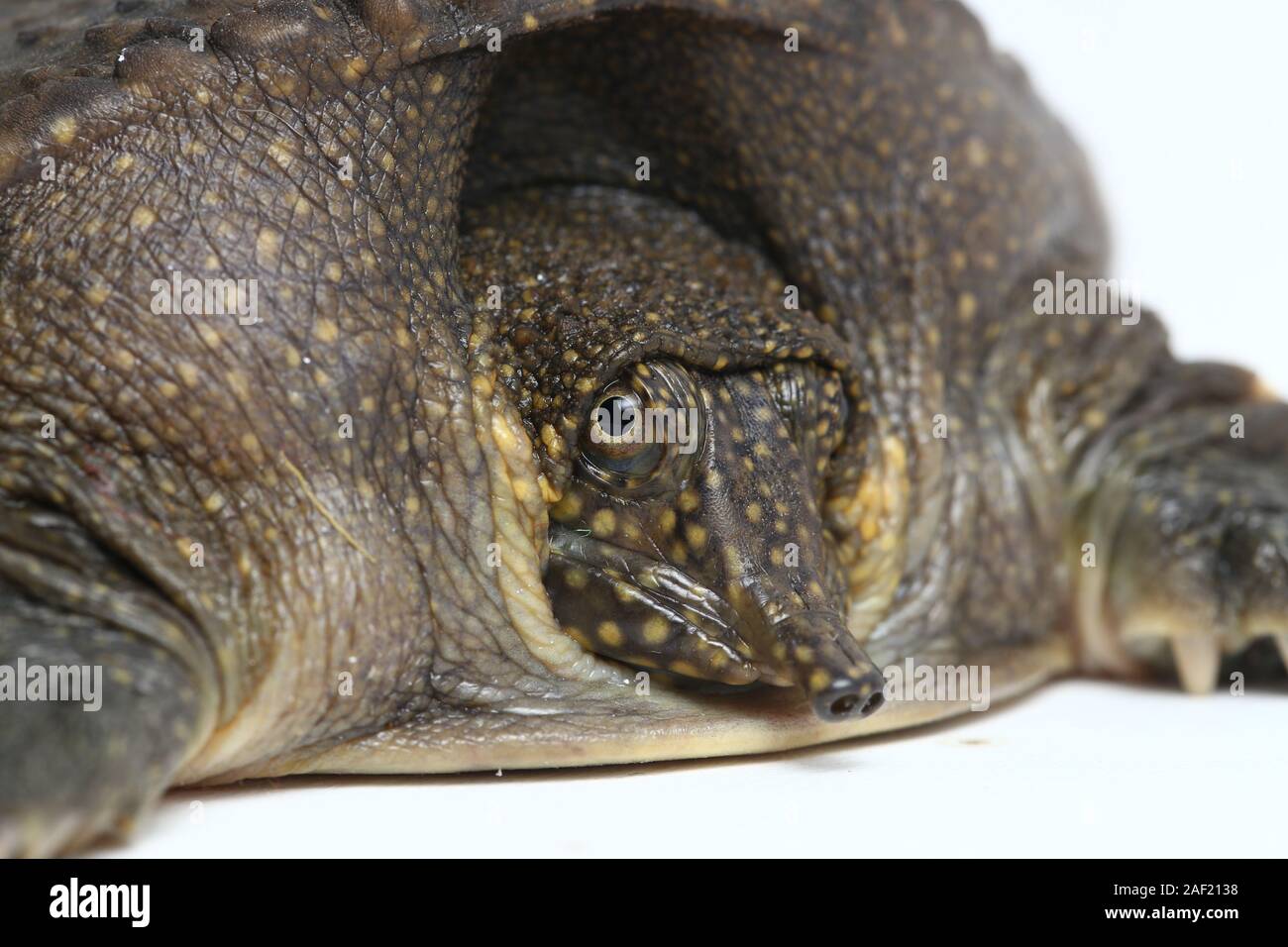 Common softshell turtle or asiatic softshell turtle (Amyda cartilaginea ...