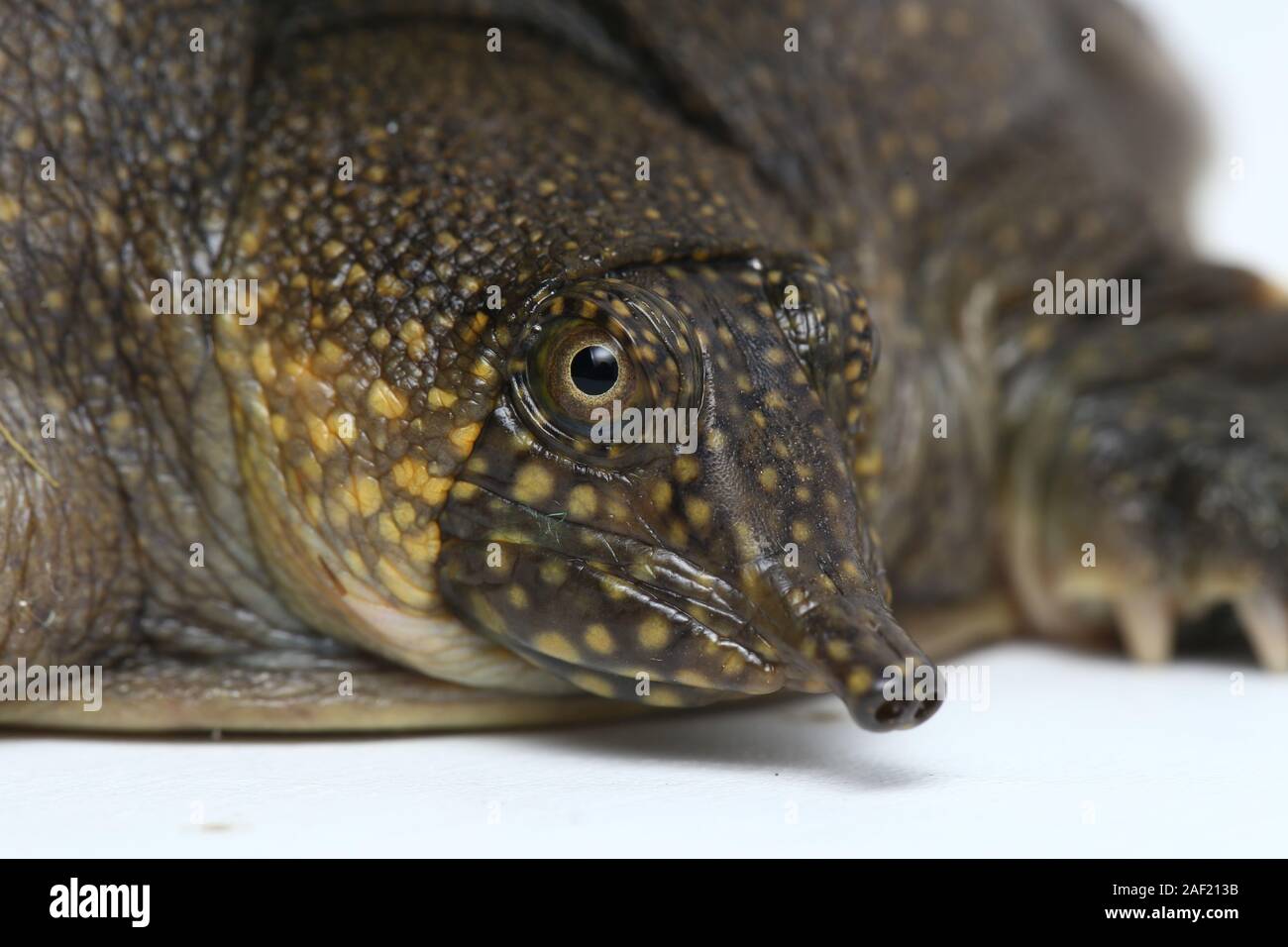 Common softshell turtle or asiatic softshell turtle (Amyda cartilaginea ...