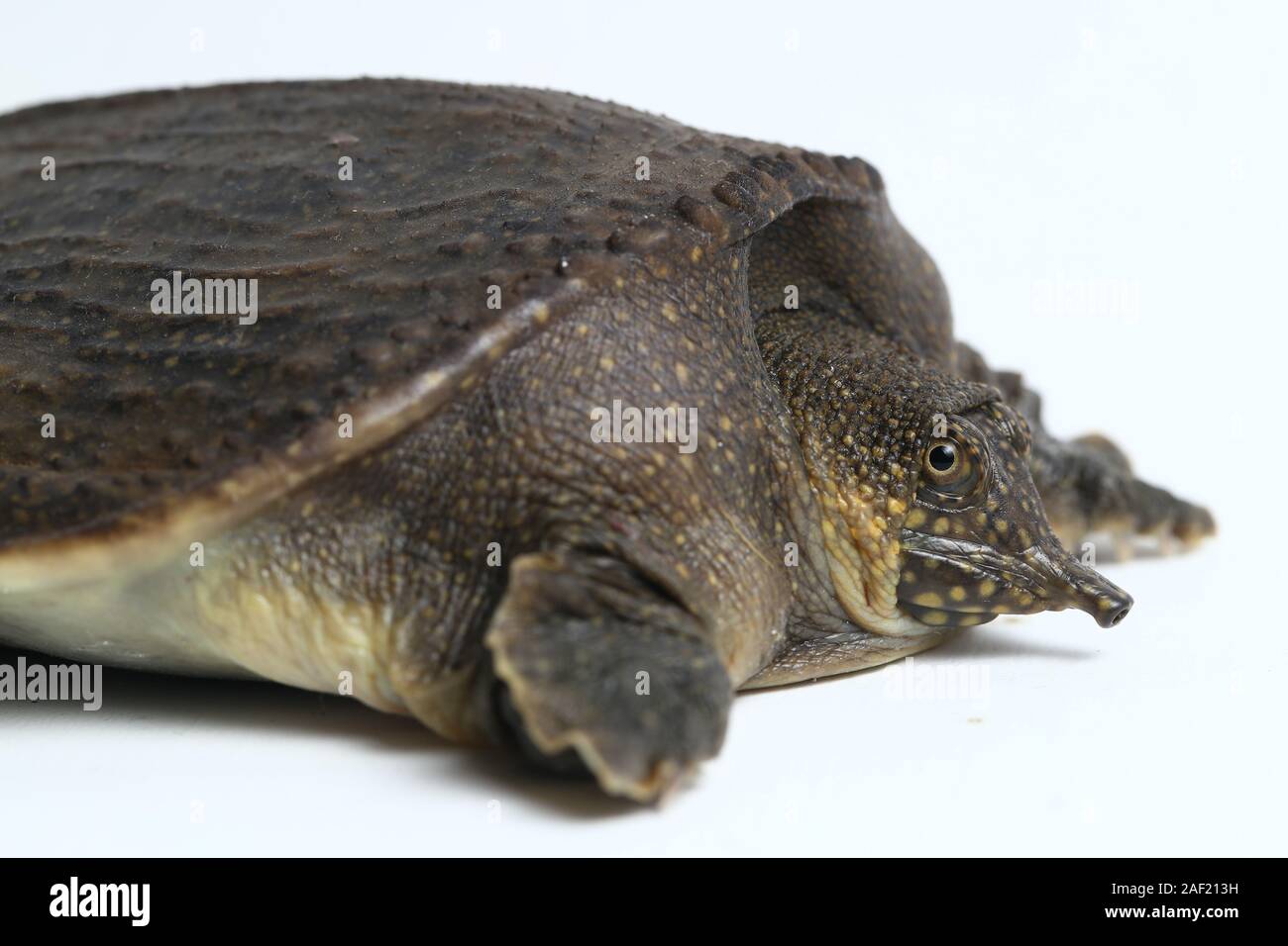 Common softshell turtle or asiatic softshell turtle (Amyda cartilaginea ...