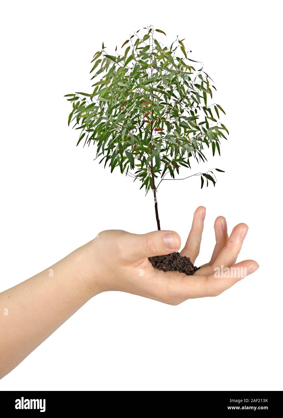 tree in hand Stock Photo - Alamy