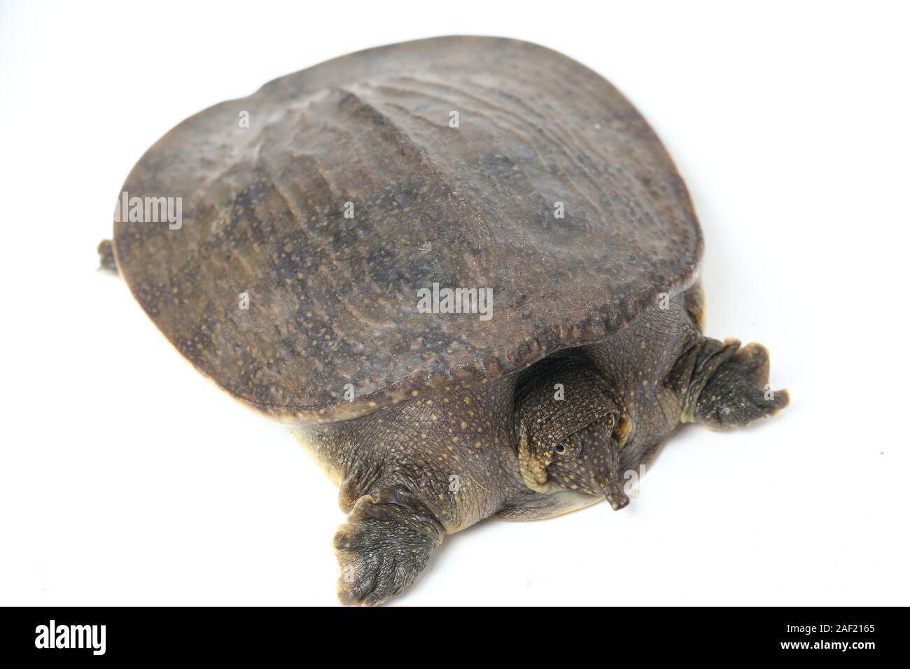 Common softshell turtle or asiatic softshell turtle (Amyda cartilaginea ...