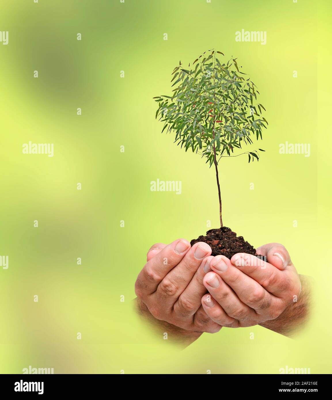 tree in hand Stock Photo - Alamy