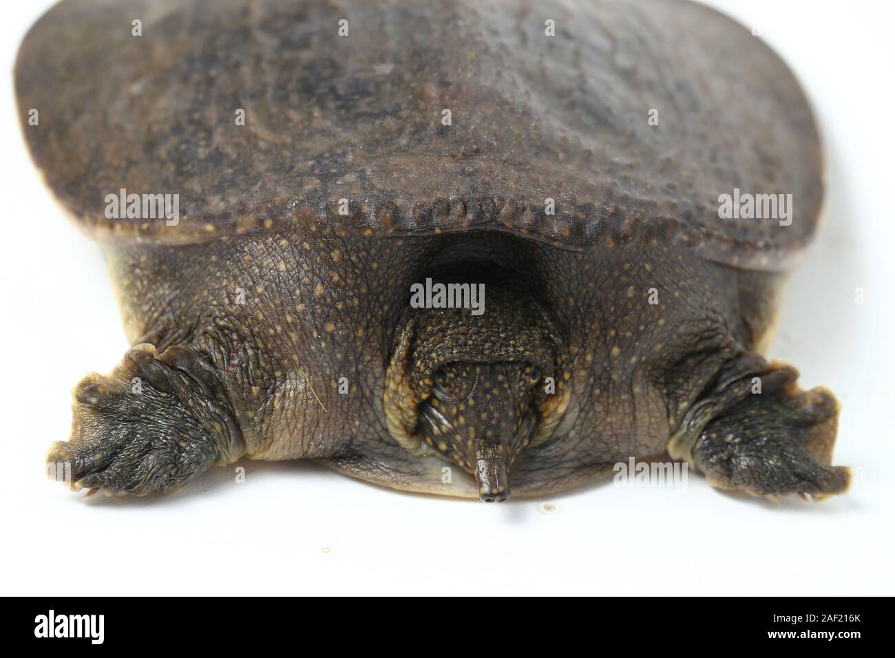 Common softshell turtle or asiatic softshell turtle (Amyda cartilaginea ...