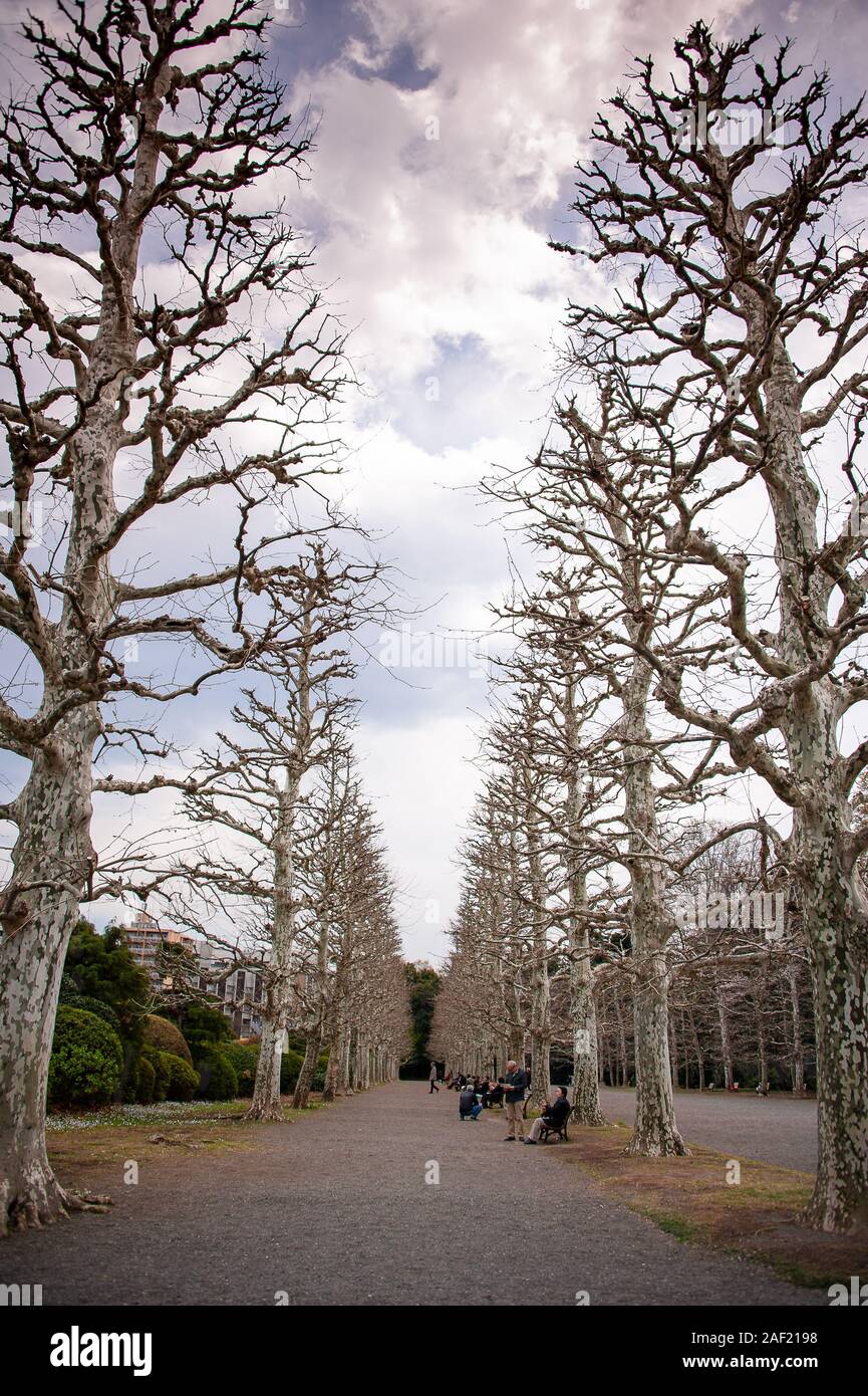 Avenue of Sycamore trees after winter pruning, Shinjuku Gyoen, Tokyo ...