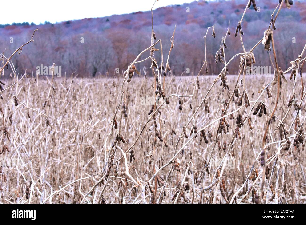 A Dead Crop Field during the Winter Stock Photo - Alamy