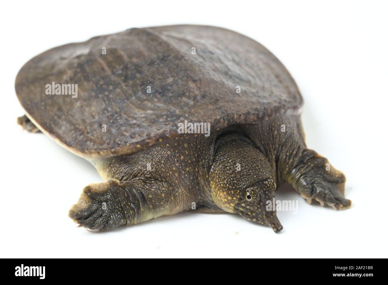 Common softshell turtle or asiatic softshell turtle (Amyda cartilaginea ...