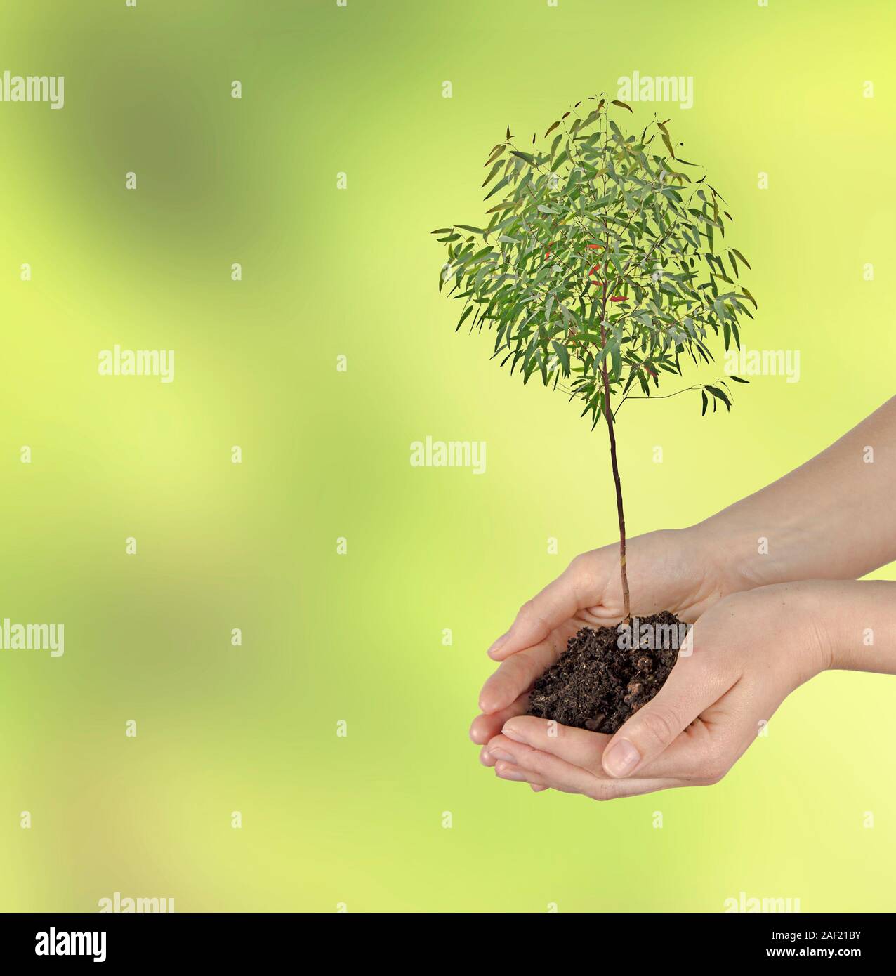 tree in hands Stock Photo - Alamy