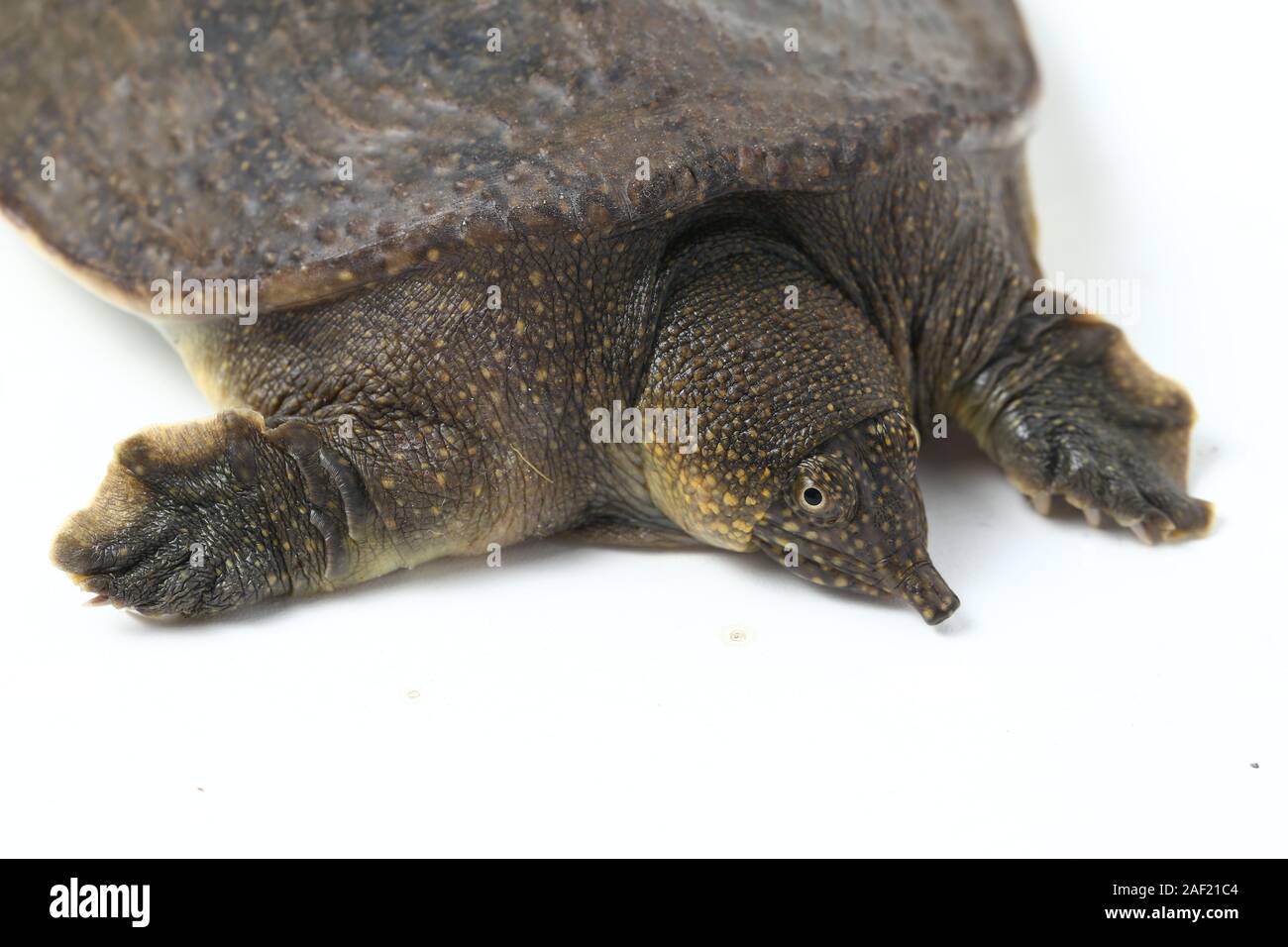 Common softshell turtle or asiatic softshell turtle (Amyda cartilaginea ...