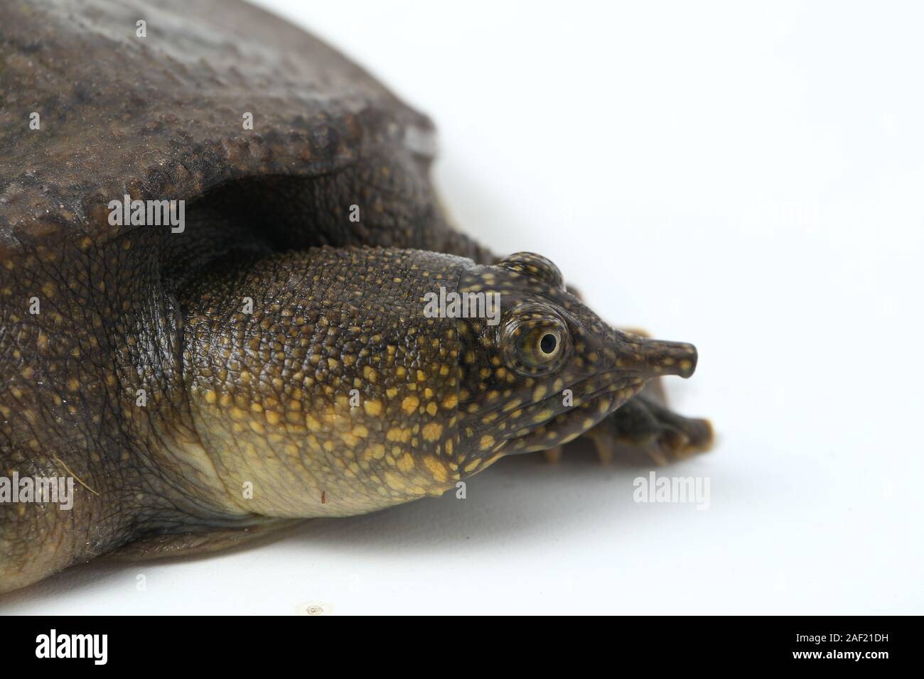 Common softshell turtle or asiatic softshell turtle (Amyda cartilaginea ...