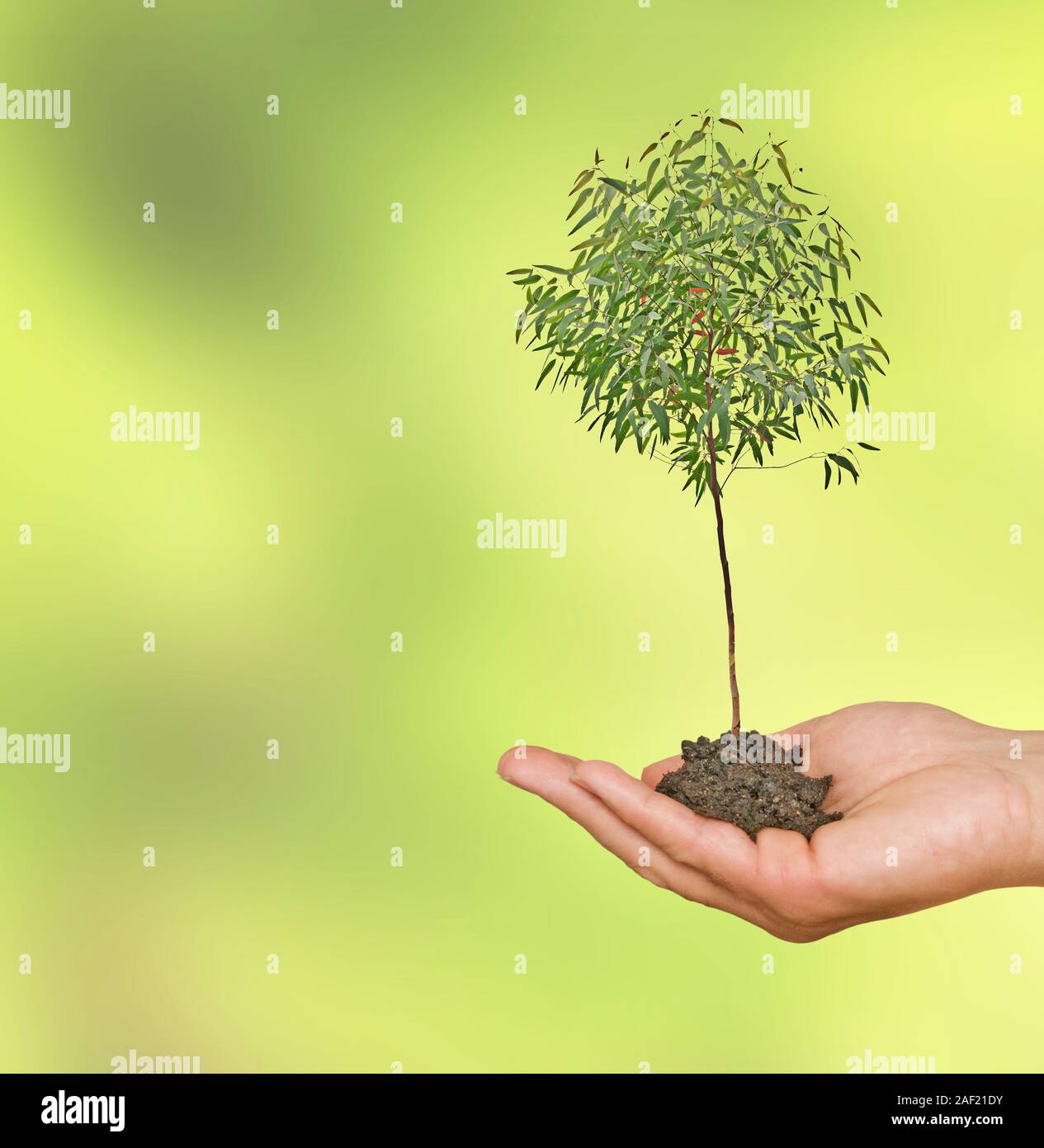 Tree in hand Stock Photo - Alamy