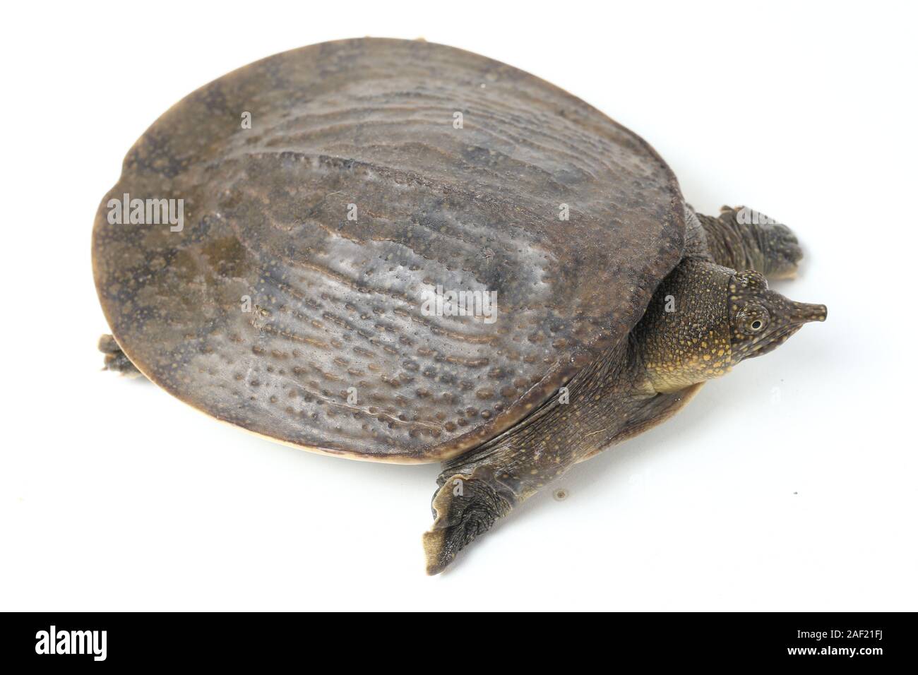 Common softshell turtle or asiatic softshell turtle (Amyda cartilaginea ...