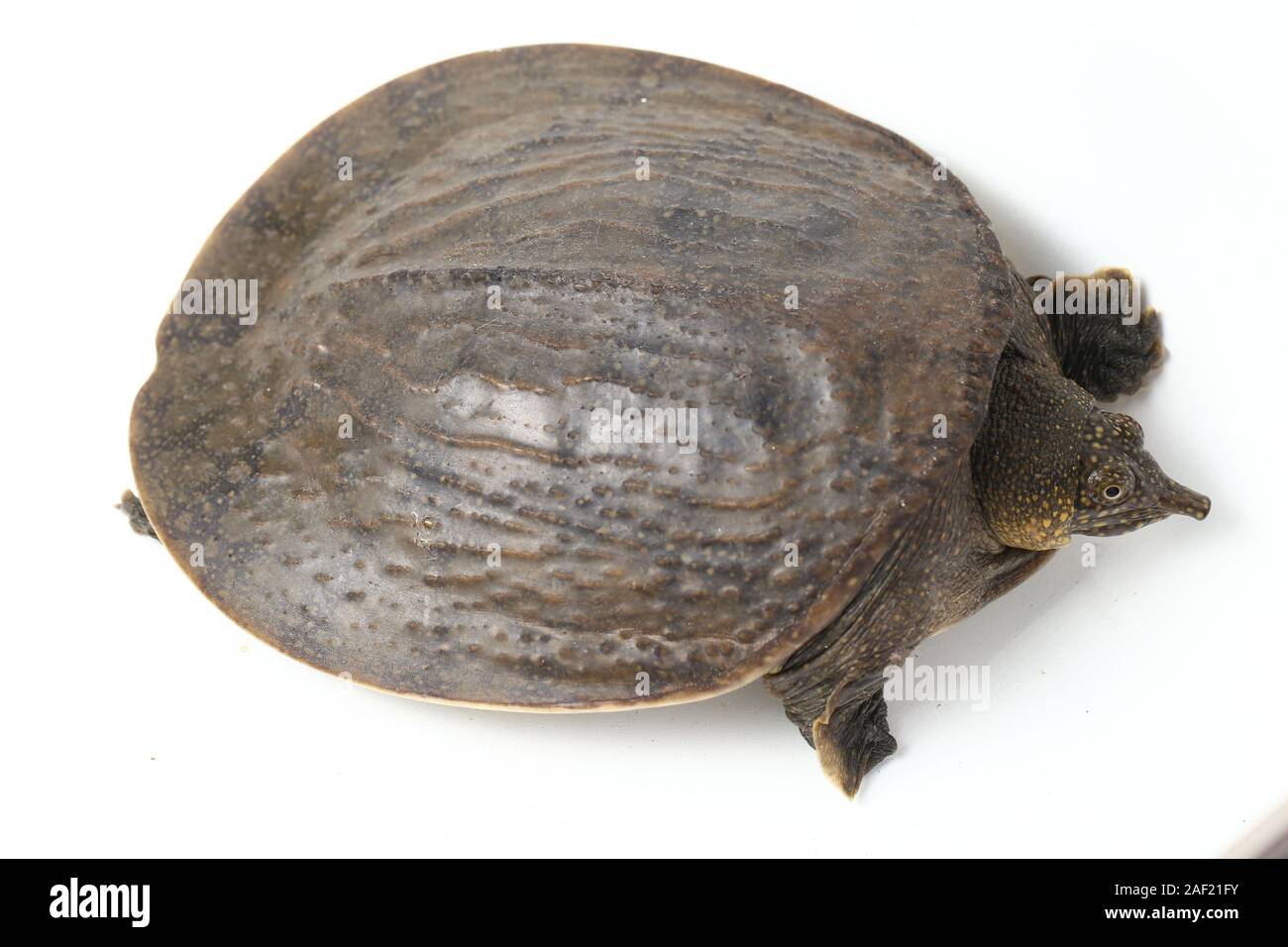 Common softshell turtle or asiatic softshell turtle (Amyda cartilaginea ...