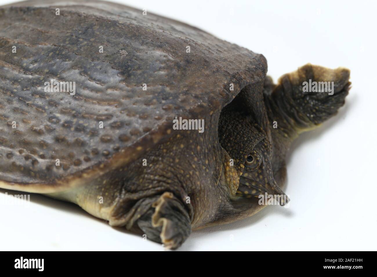 Common softshell turtle or asiatic softshell turtle (Amyda cartilaginea ...