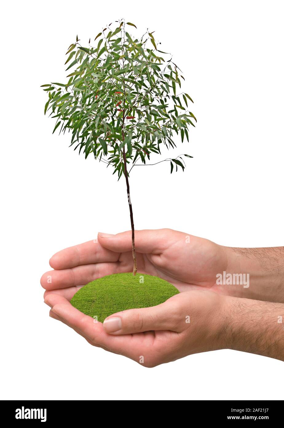 tree in hands Stock Photo - Alamy