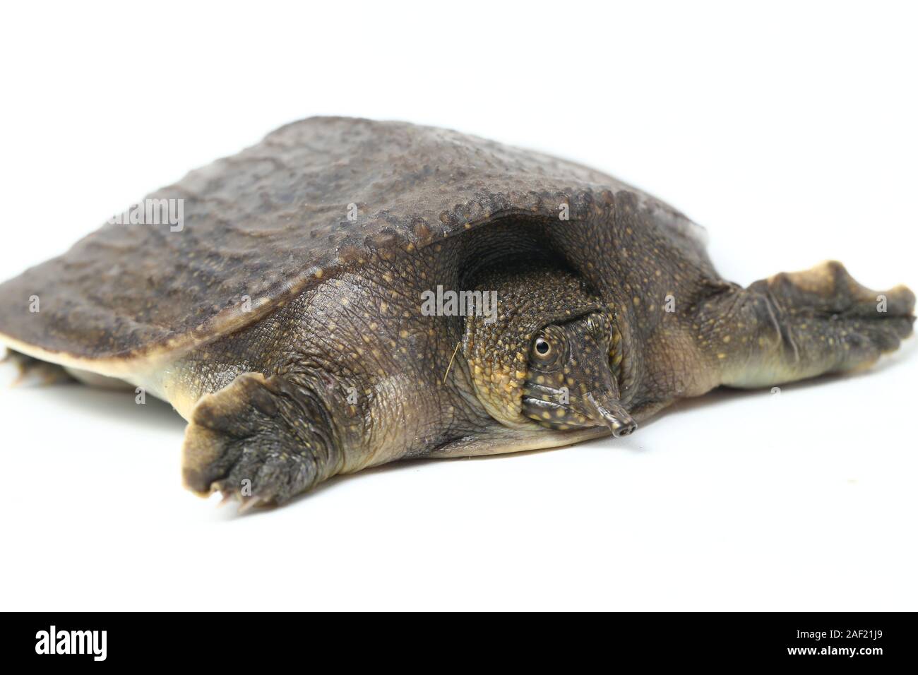 Common softshell turtle or asiatic softshell turtle (Amyda cartilaginea ...