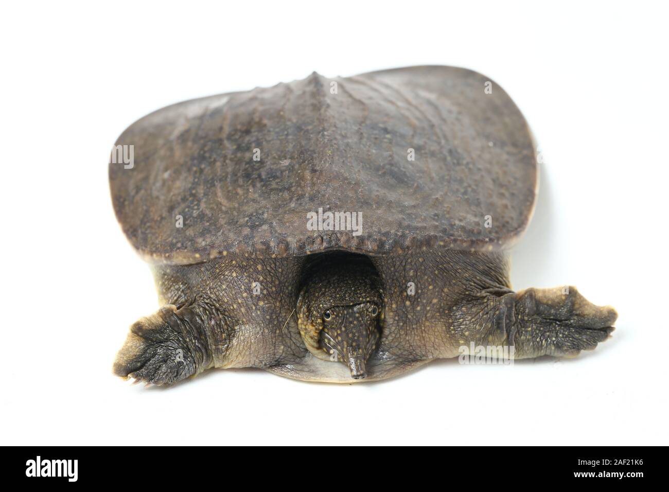 Common softshell turtle or asiatic softshell turtle (Amyda cartilaginea ...