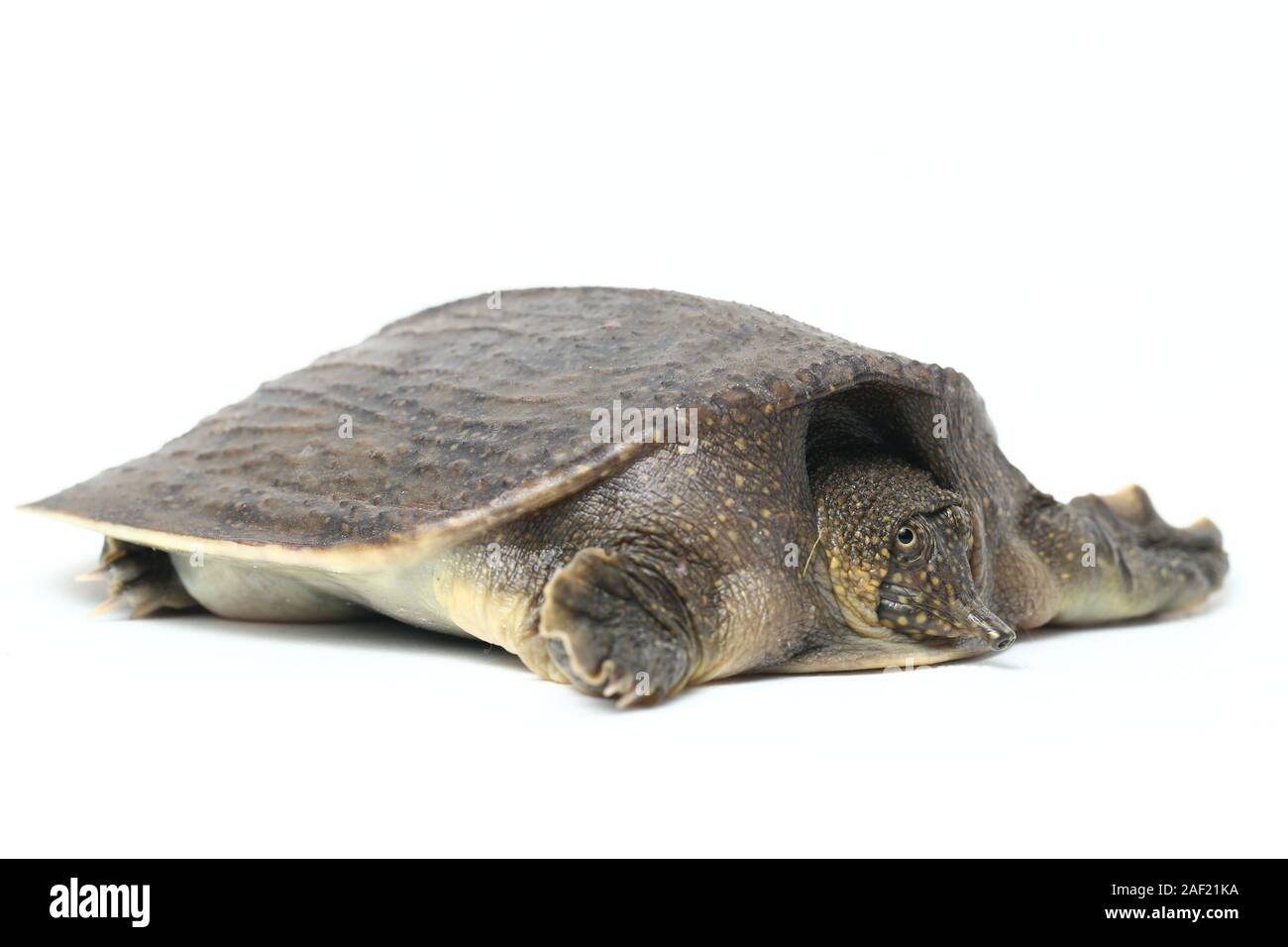 Common softshell turtle or asiatic softshell turtle (Amyda cartilaginea ...