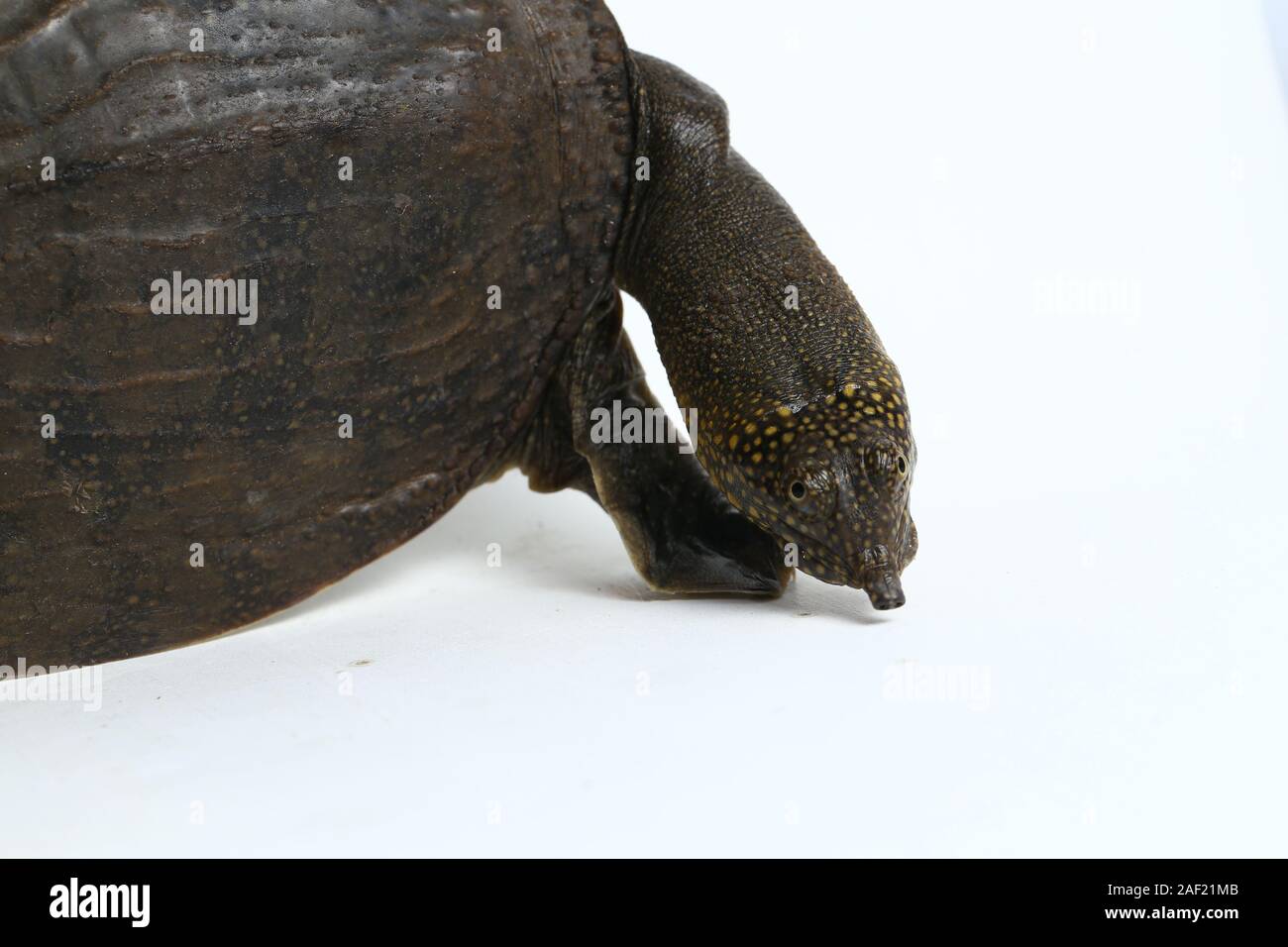Common softshell turtle or asiatic softshell turtle (Amyda cartilaginea ...