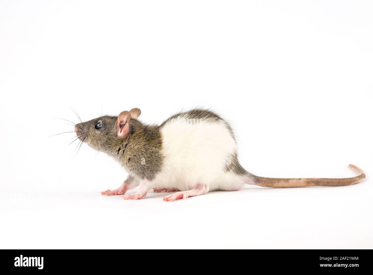 decorative hand rat on white background Stock Photo - Alamy