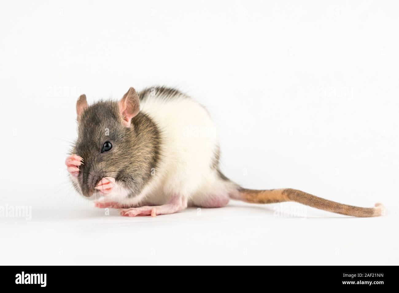 decorative hand rat on white background Stock Photo - Alamy