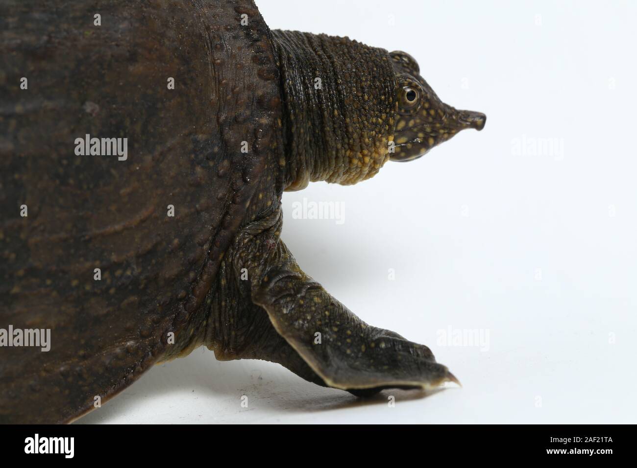 Common softshell turtle or asiatic softshell turtle (Amyda cartilaginea ...