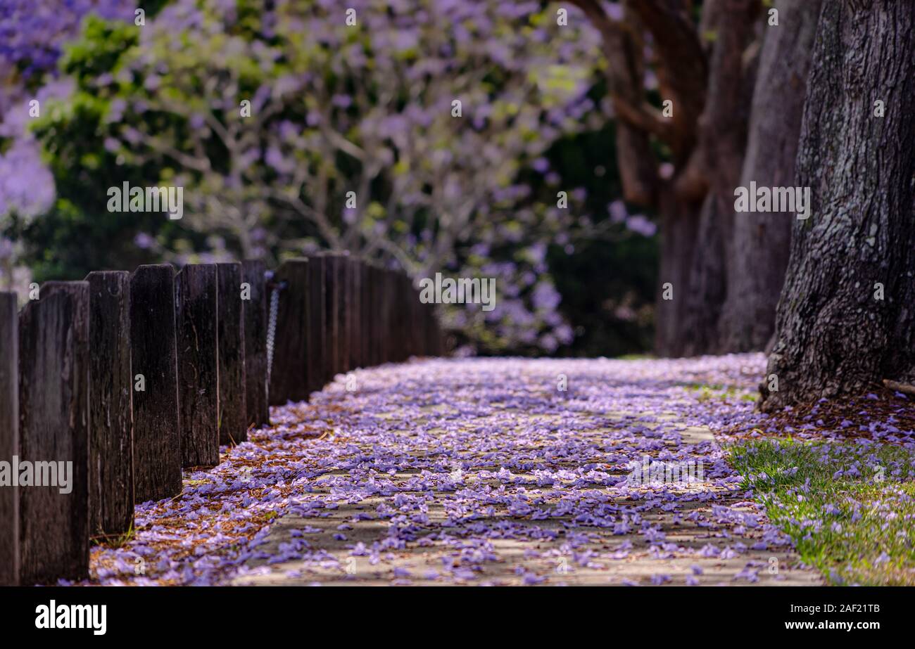 Jacaranda blooms hi-res stock photography and images - Alamy