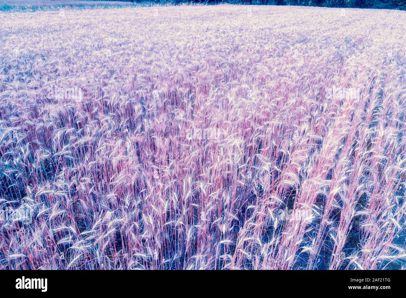 Wheatfield at sunset. Rural nature background. View from above Stock ...