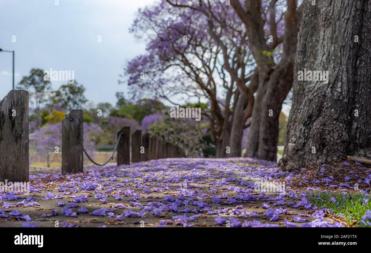 Jacaranda jacaranda mimosifolia hi-res stock photography and images - Alamy