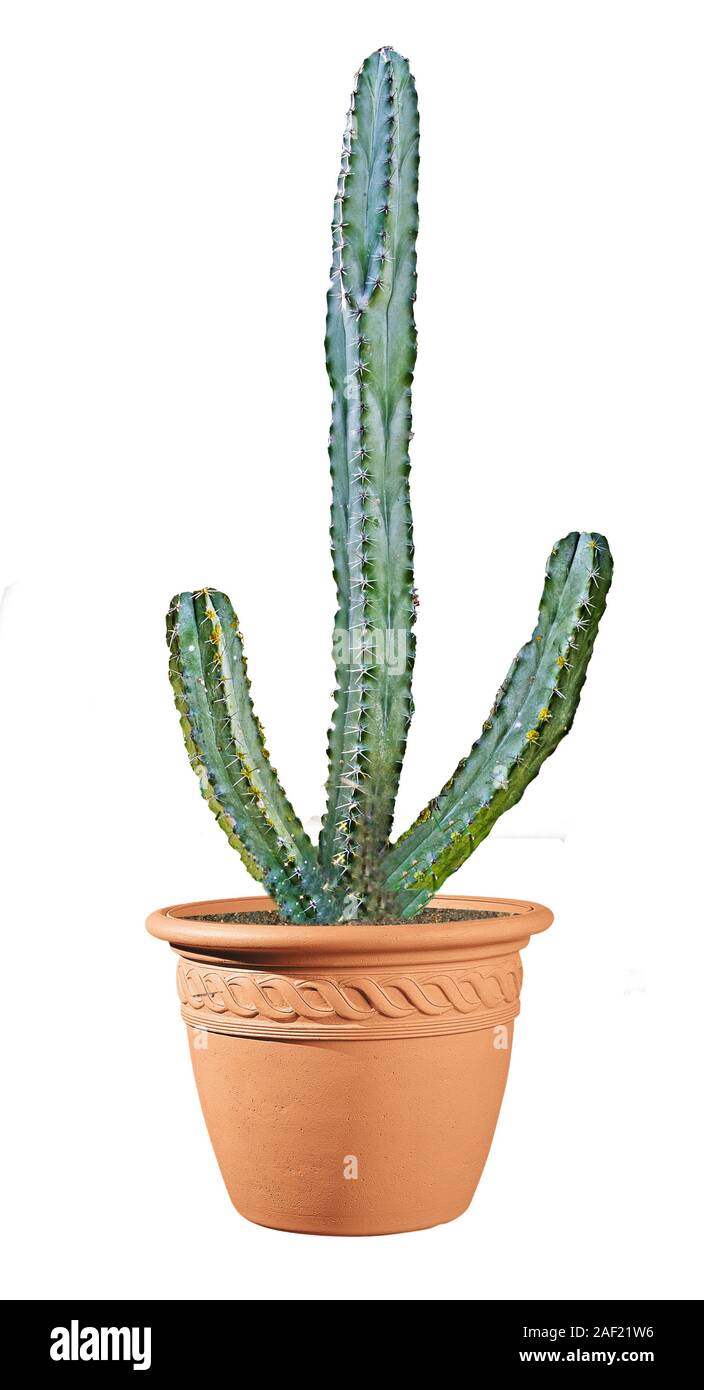 cactus isolated on white background Stock Photo - Alamy