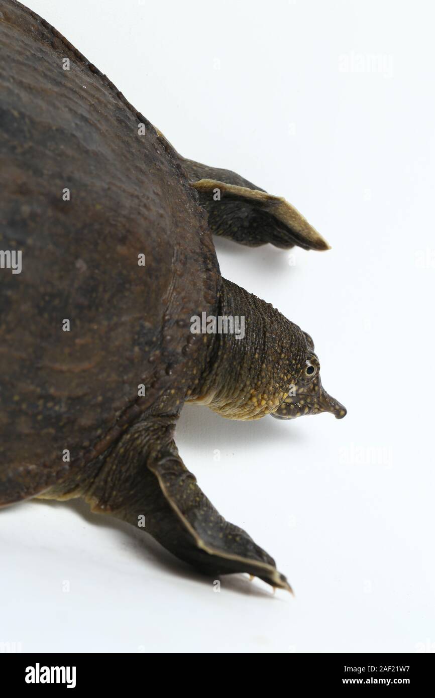 Common softshell turtle or asiatic softshell turtle (Amyda cartilaginea ...