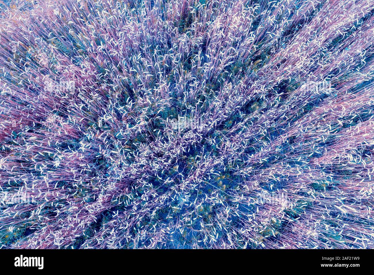 Summer autumn fall wheatfield hi-res stock photography and images - Alamy