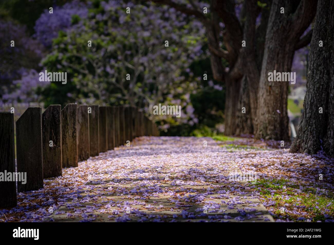 Jacaranda jacaranda mimosifolia hi-res stock photography and images - Alamy
