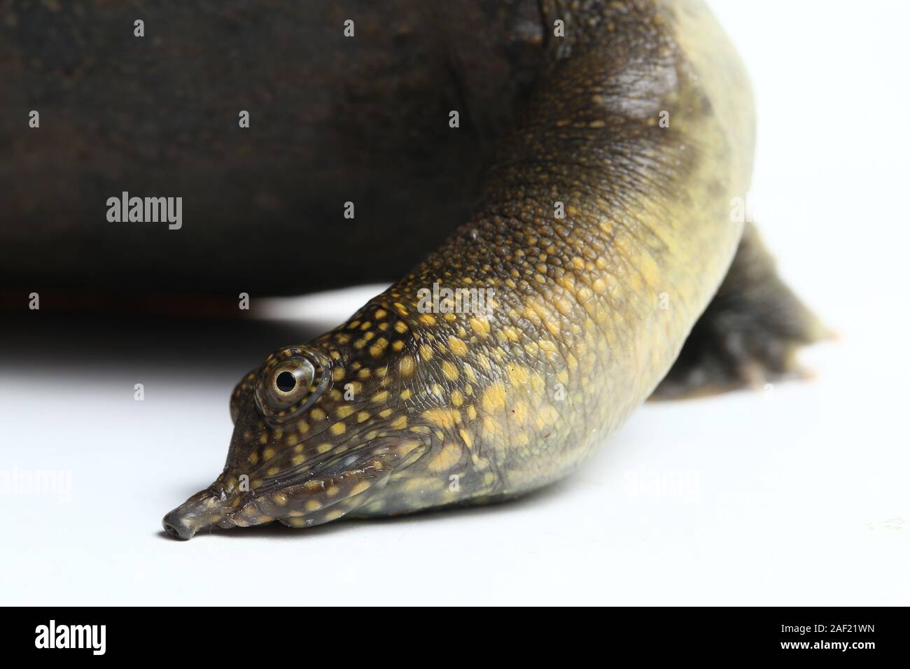 Common softshell turtle or asiatic softshell turtle (Amyda cartilaginea ...