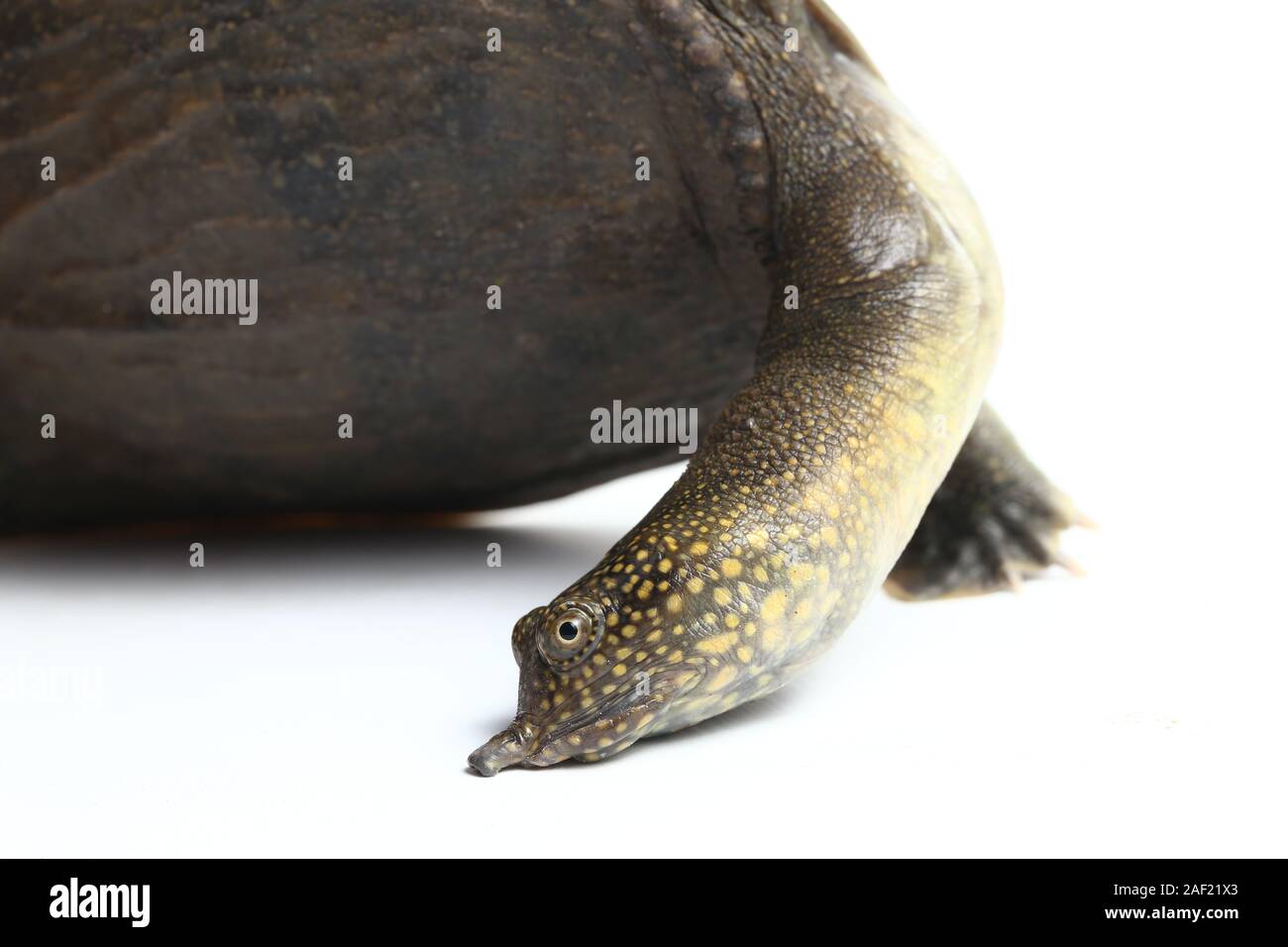 Common softshell turtle or asiatic softshell turtle (Amyda cartilaginea ...