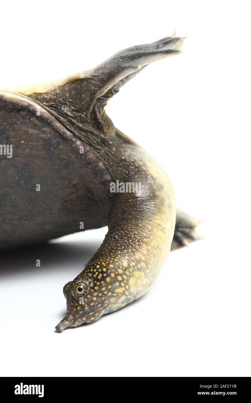 Common softshell turtle or asiatic softshell turtle (Amyda cartilaginea ...