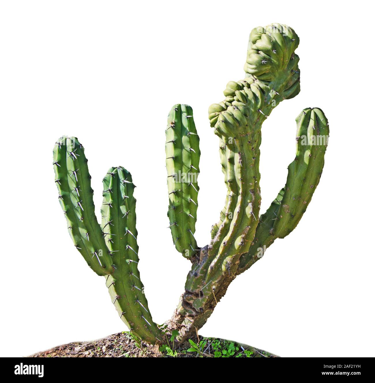 cactus isolated on white background Stock Photo - Alamy