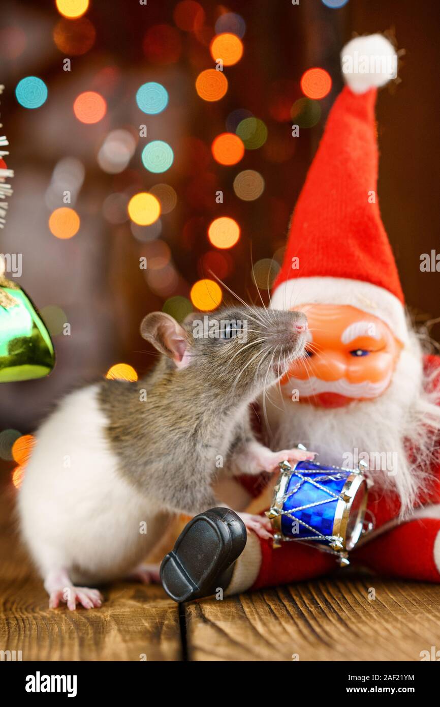 cute rat in Christmas decor, Santa Claus and bokeh Stock Photo - Alamy