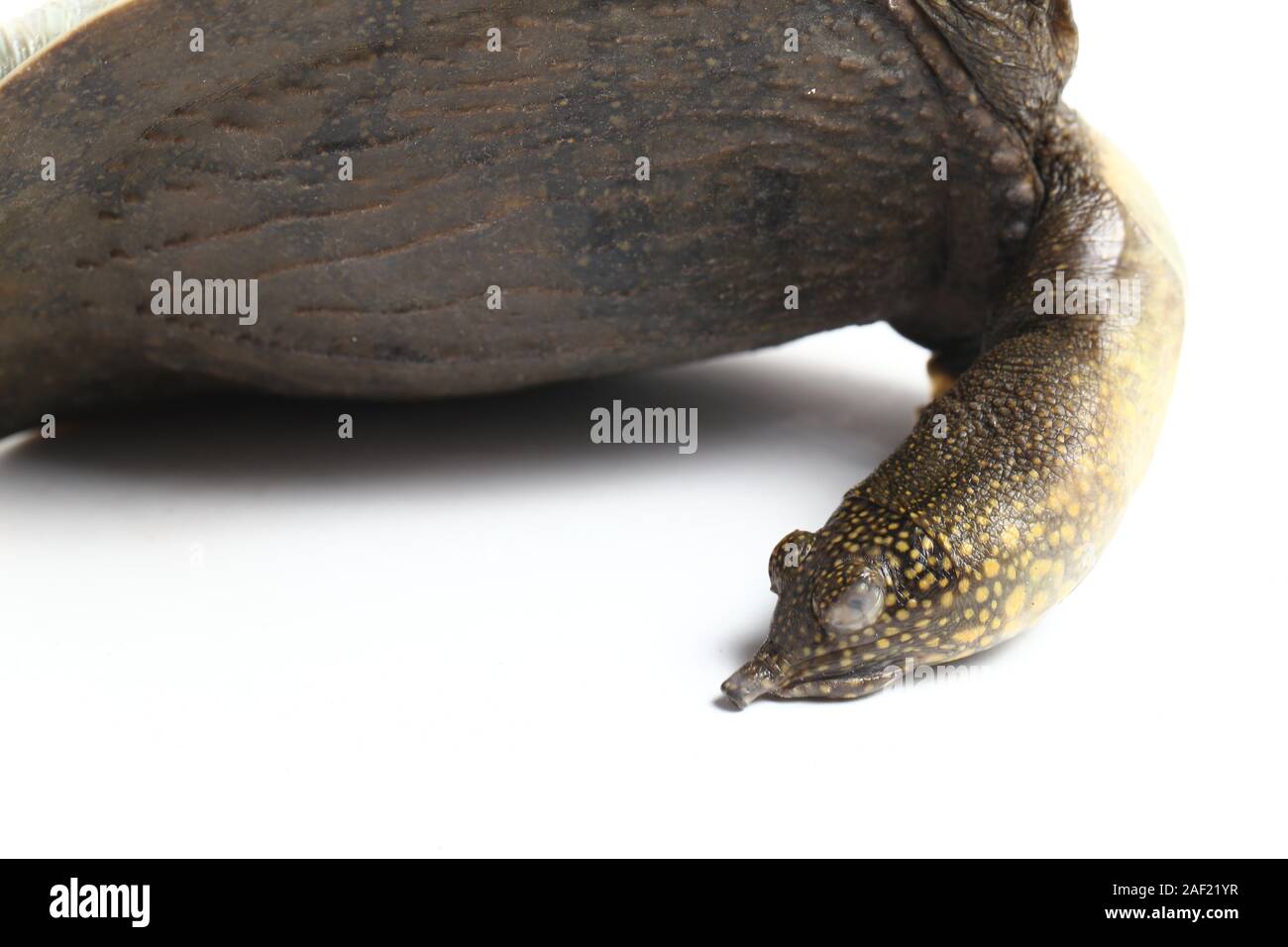 Common softshell turtle or asiatic softshell turtle (Amyda cartilaginea ...