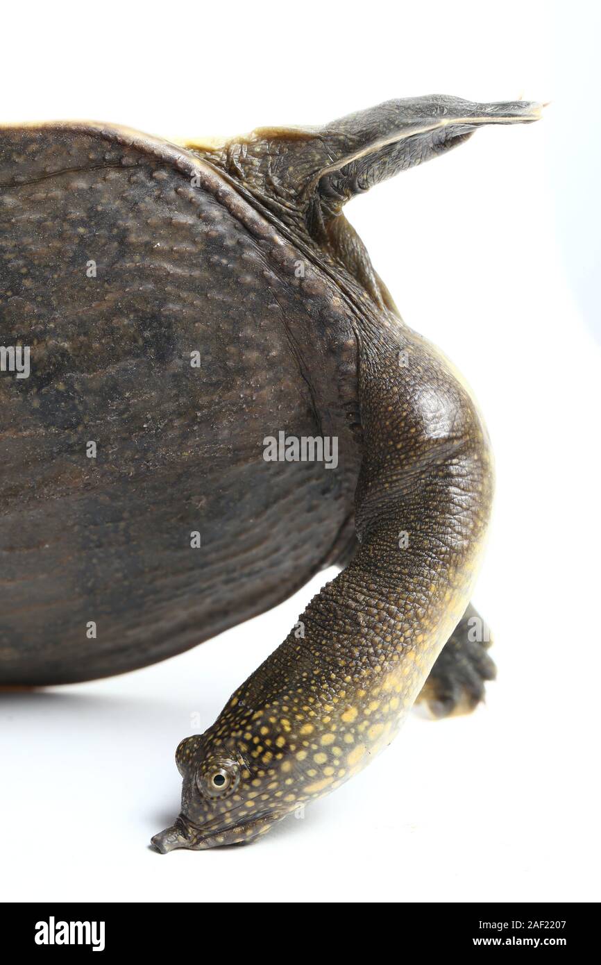 Common softshell turtle or asiatic softshell turtle (Amyda cartilaginea ...