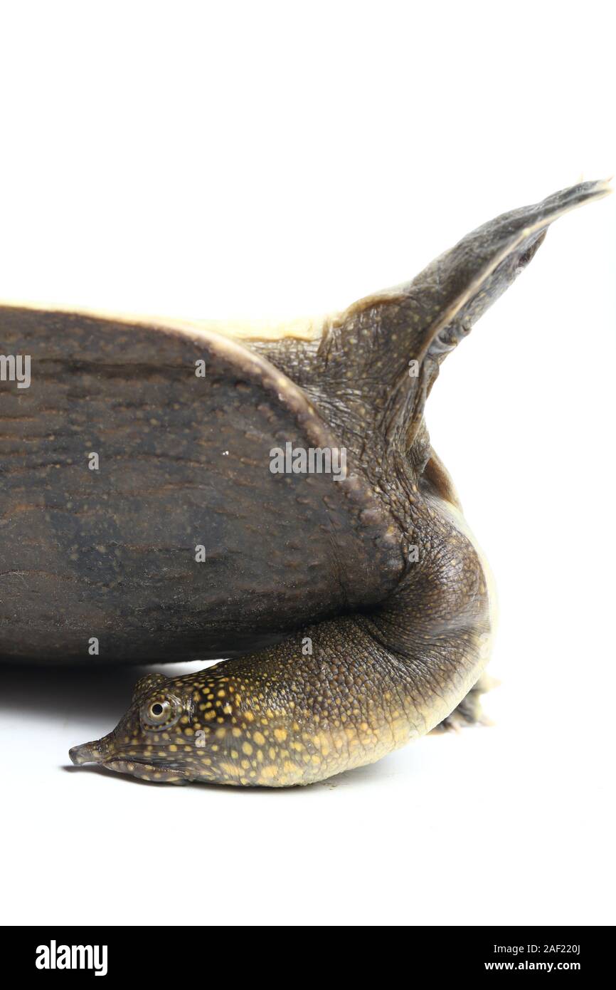 Common softshell turtle or asiatic softshell turtle (Amyda cartilaginea ...