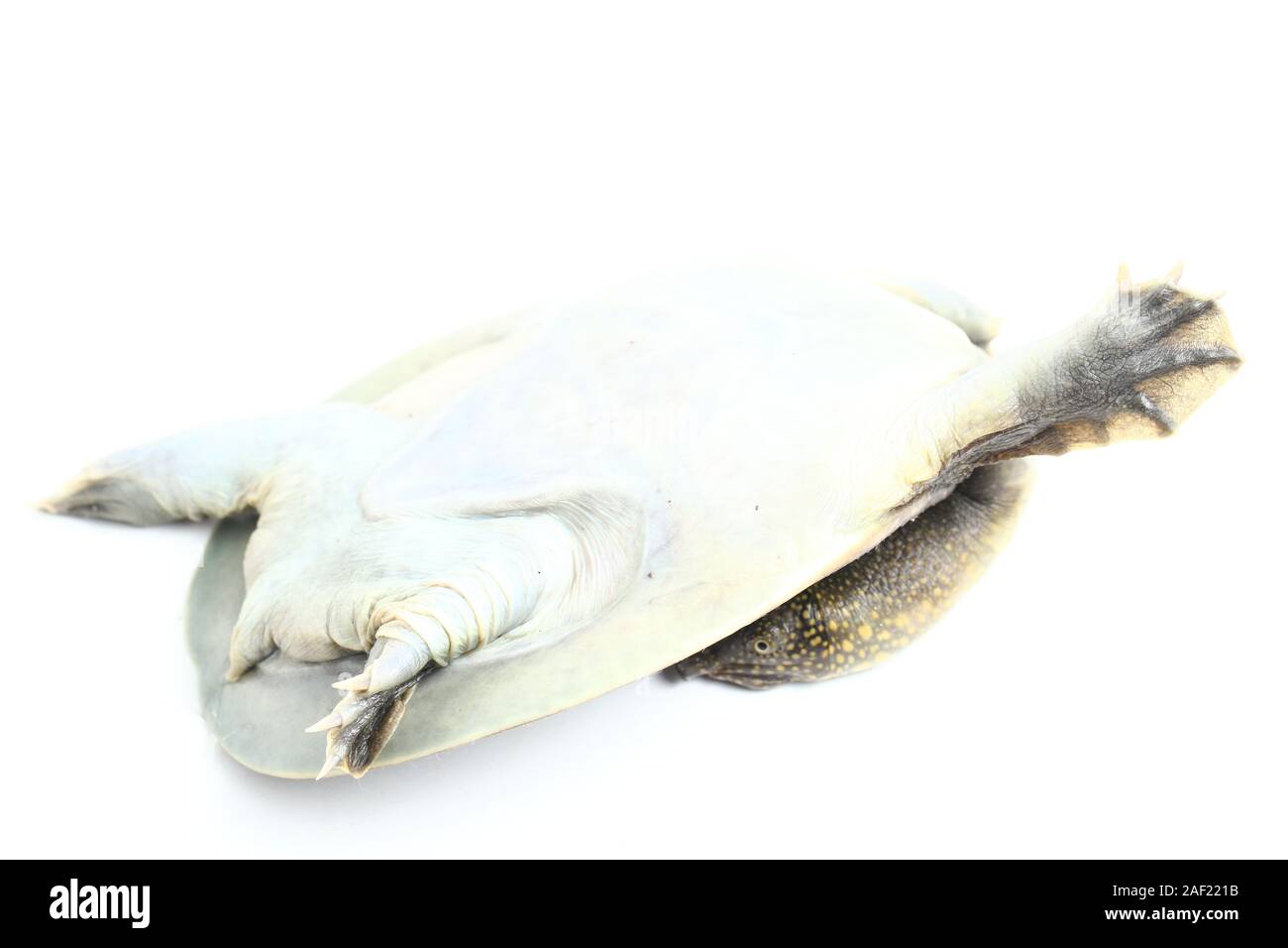 Common softshell turtle or asiatic softshell turtle (Amyda cartilaginea ...