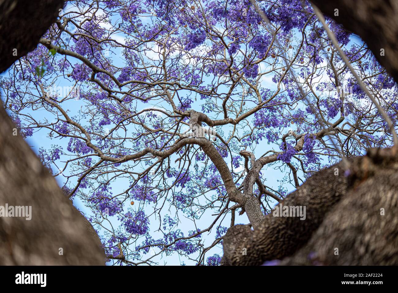 A pathway of jacaranda trees and they flowers Stock Photo - Alamy