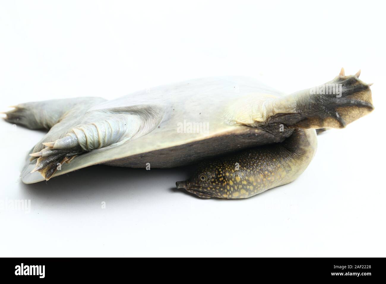 Common softshell turtle or asiatic softshell turtle (Amyda cartilaginea ...