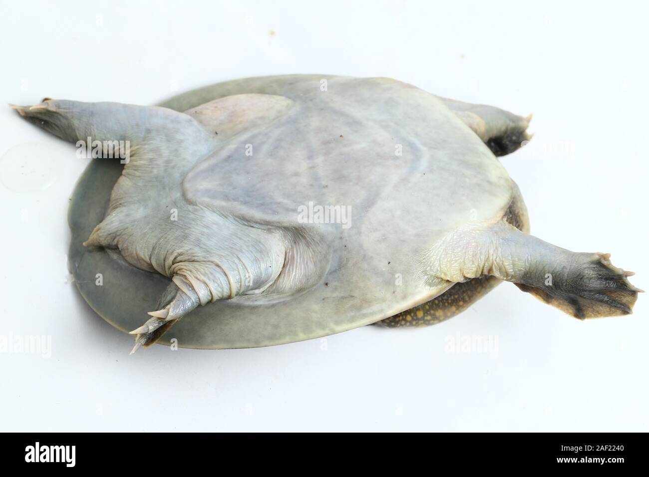 Common softshell turtle or asiatic softshell turtle (Amyda cartilaginea ...