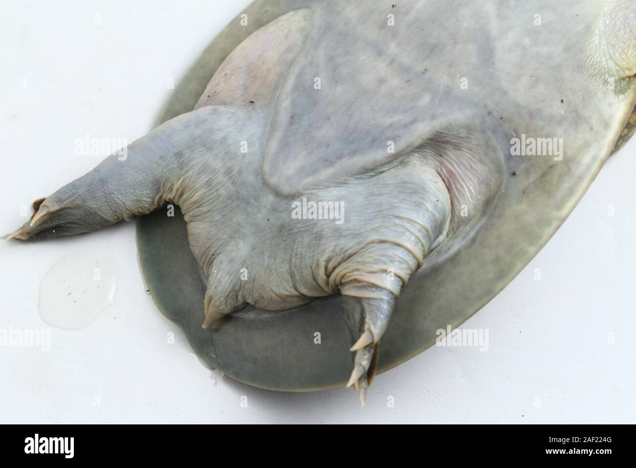 Common softshell turtle or asiatic softshell turtle (Amyda cartilaginea ...