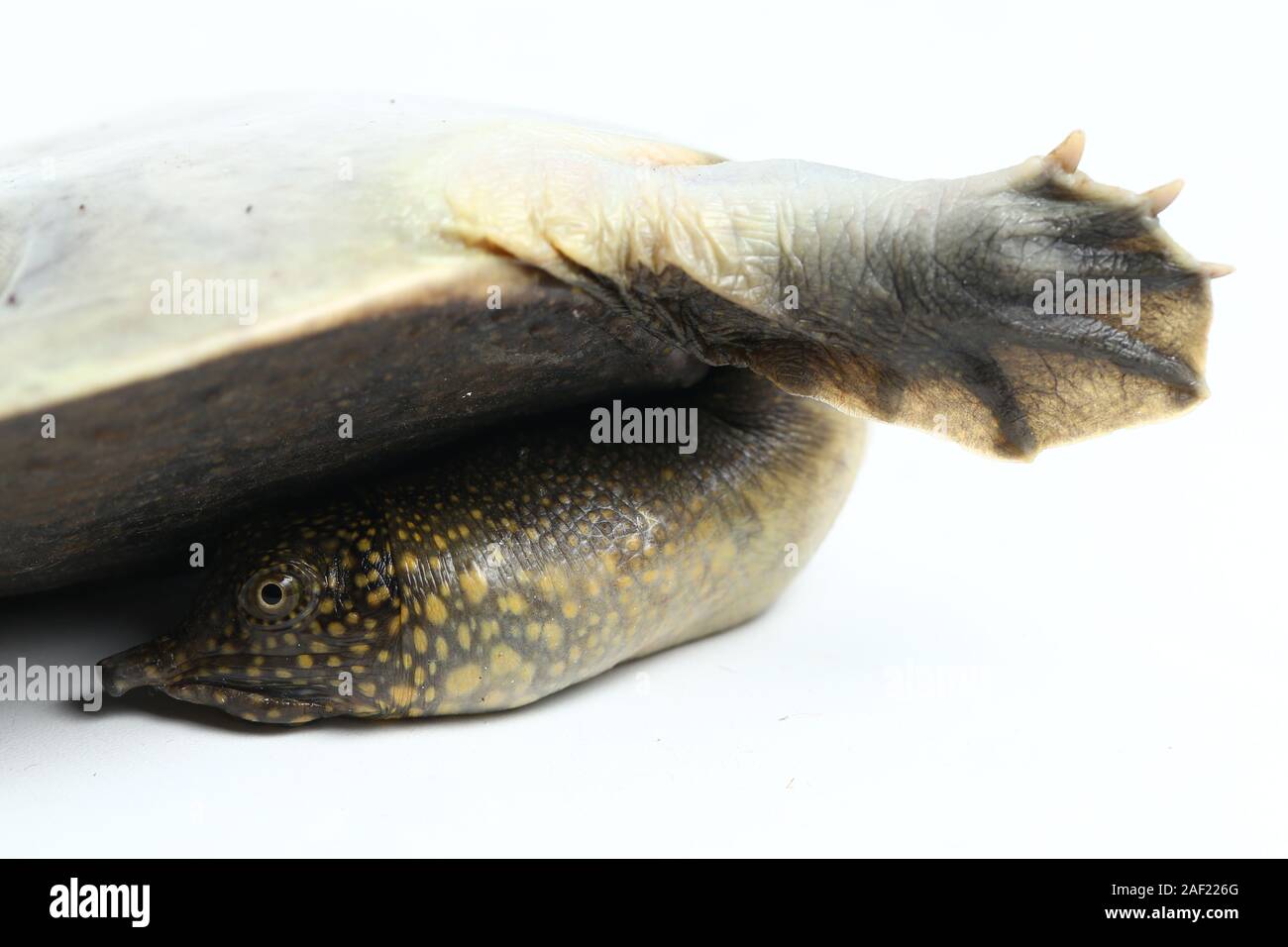 Common softshell turtle or asiatic softshell turtle (Amyda cartilaginea ...